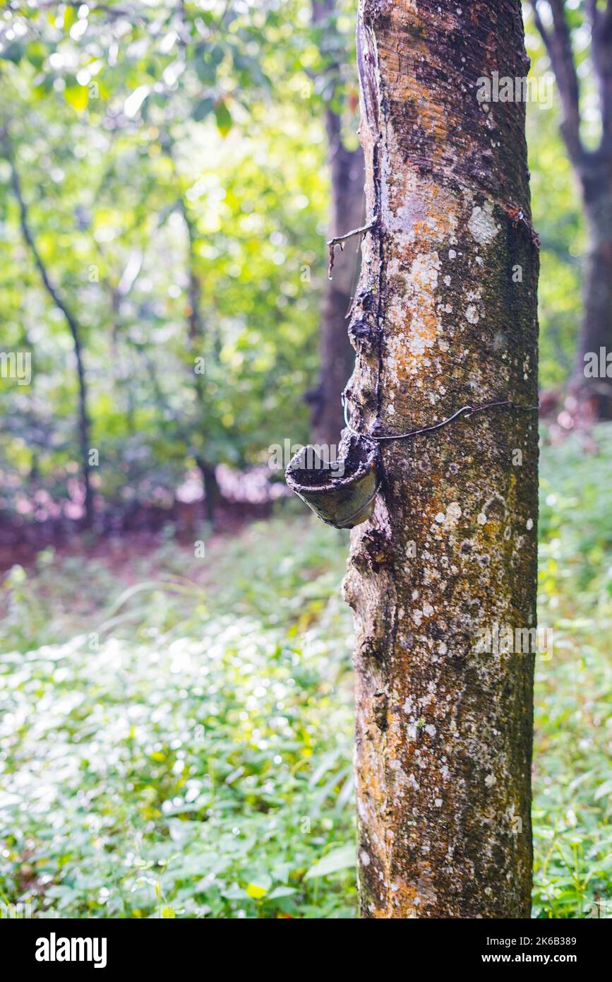Rubber tree plantation. Latex delivered to the factory Stock Photo - Alamy