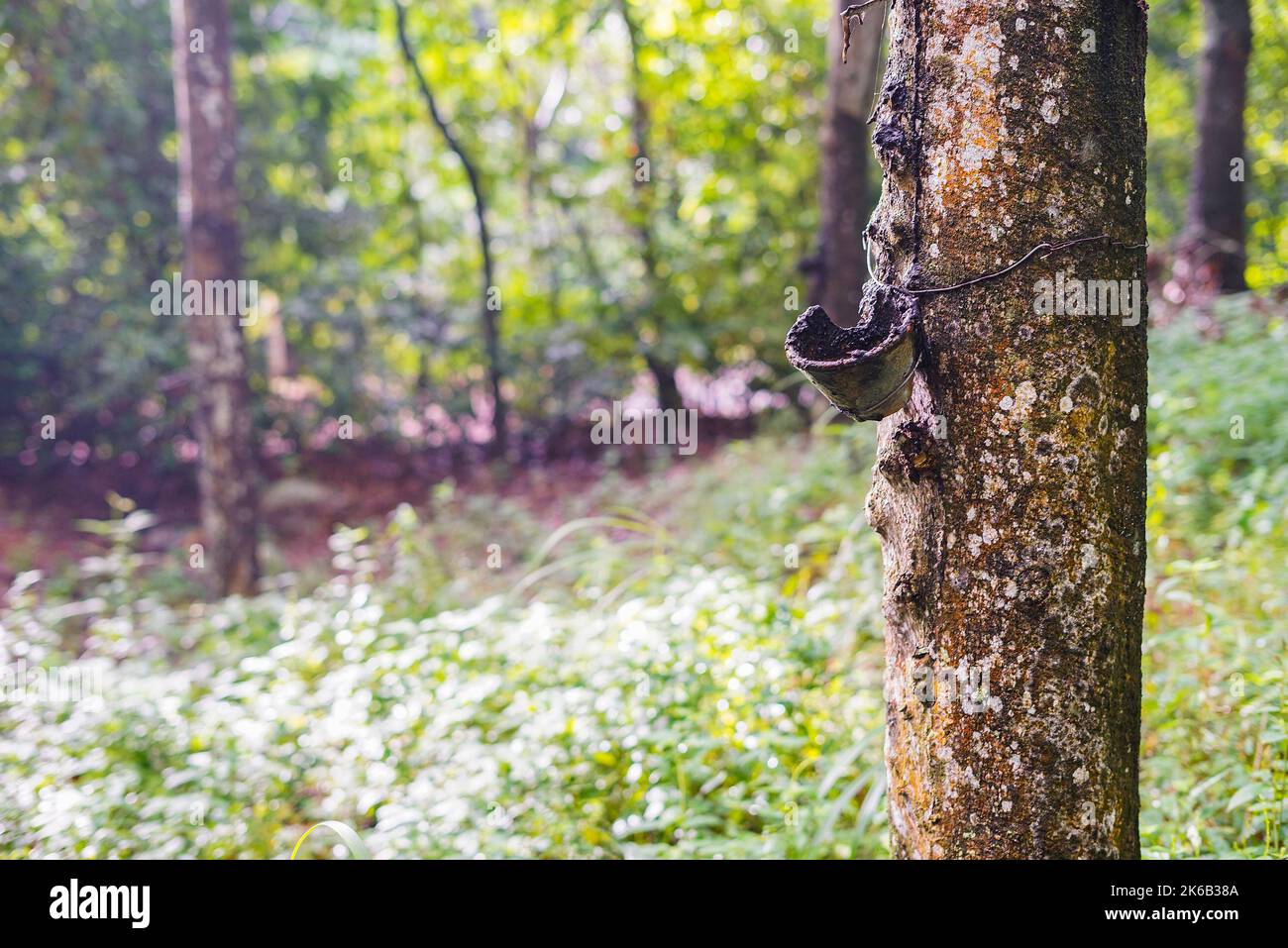 Rubber factory trees hi-res stock photography and images - Alamy