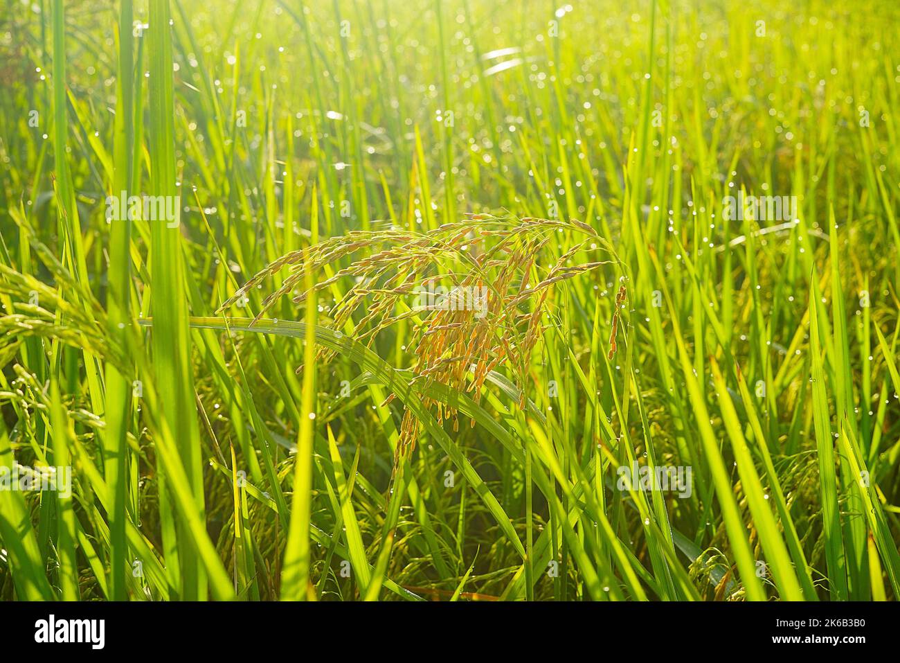 Close up of Paddy rice field green grass Stock Photo - Alamy