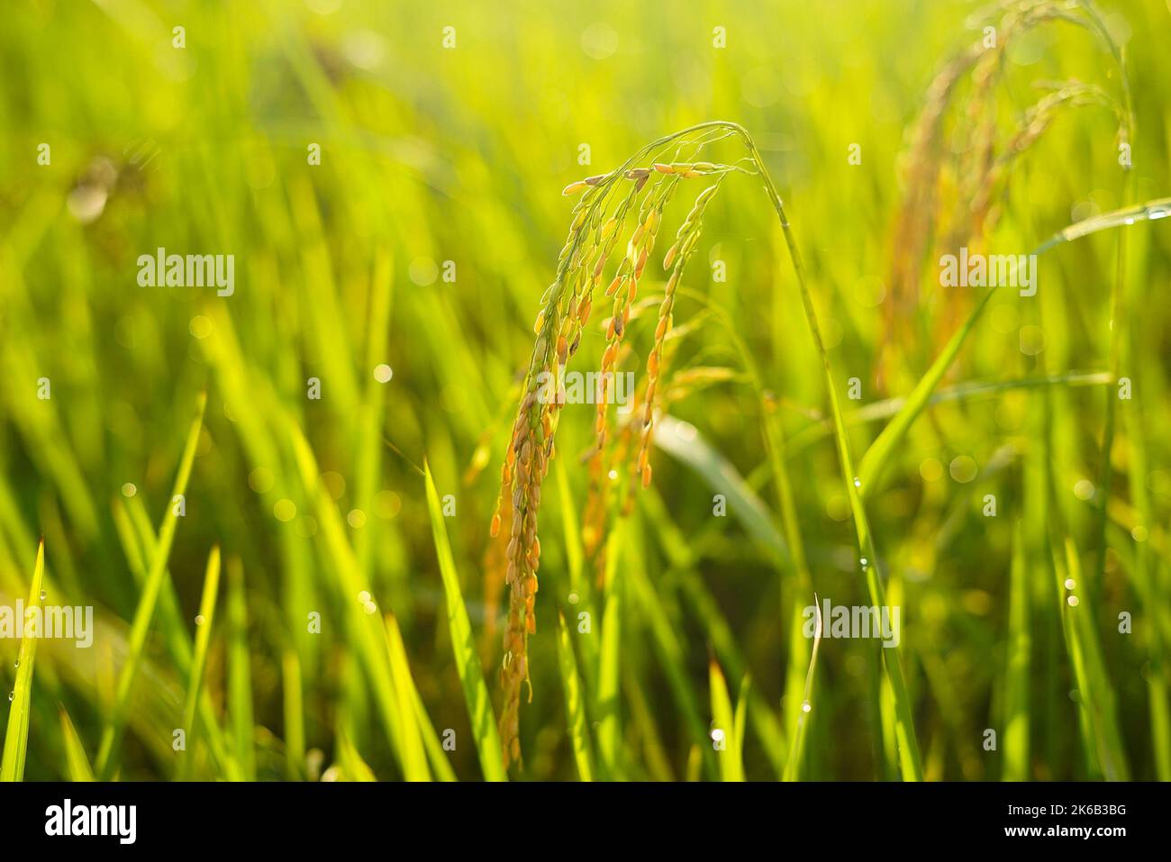 Close up of Paddy rice field green grass Stock Photo - Alamy