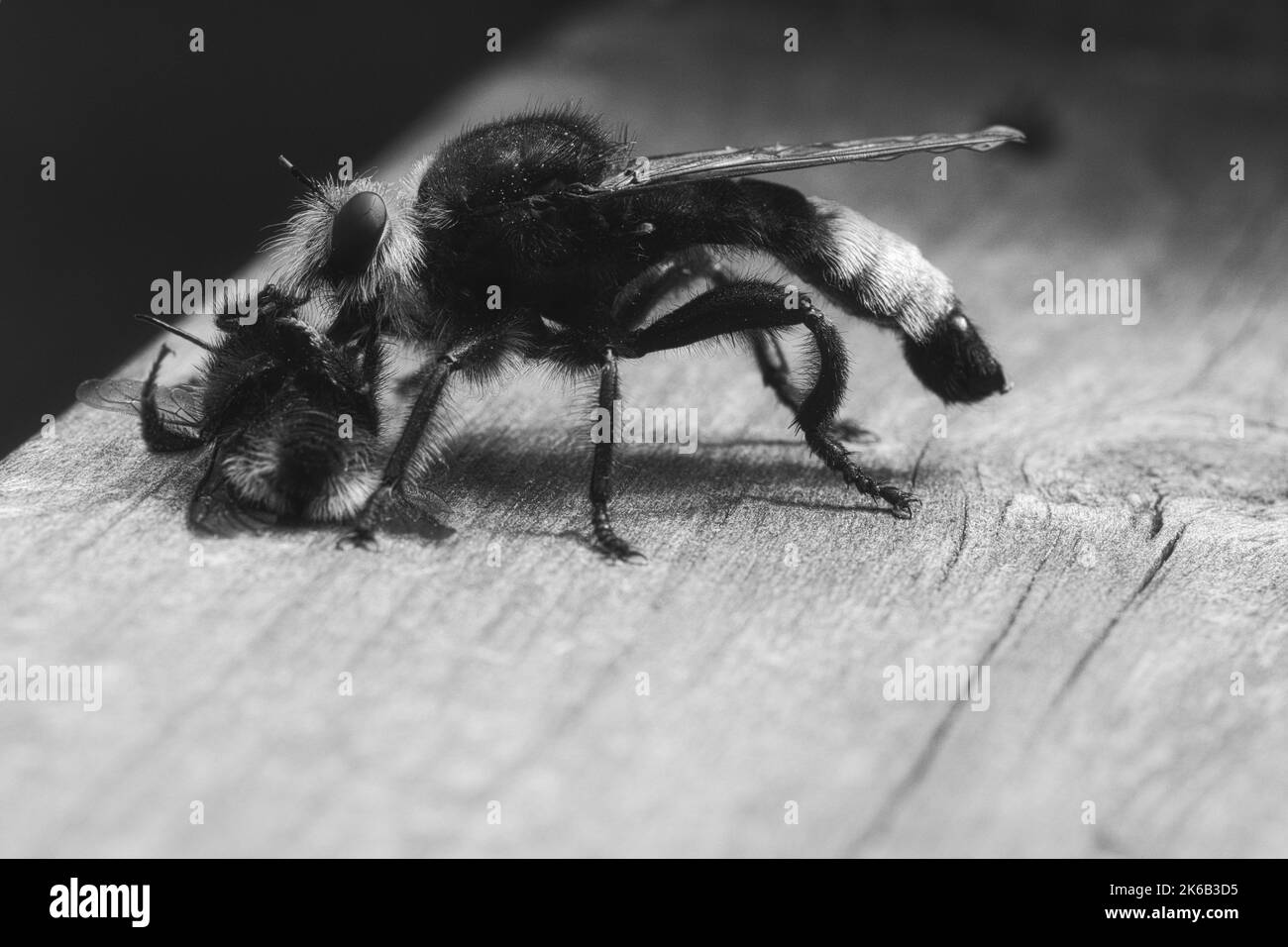 Yellow murder fly or yellow robber fly as black and white image with a ...