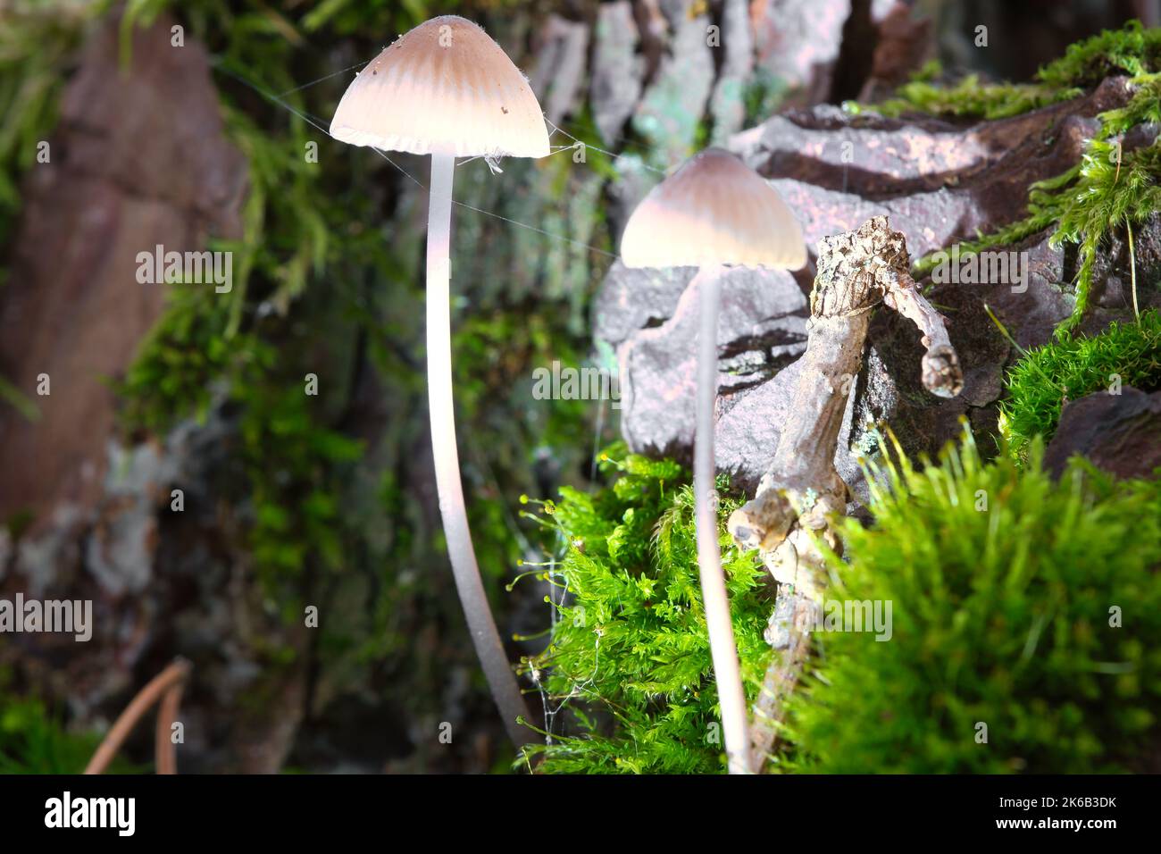 two filigree small mushrooms on moss with light spot in forest. Forest ...