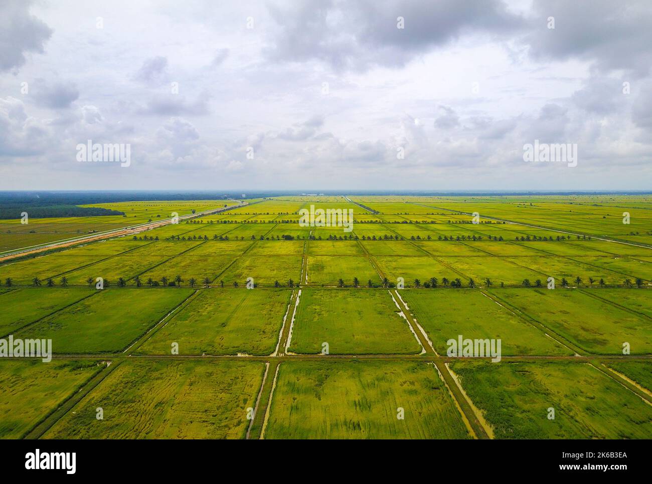 Aerial view scenery of yellow paddy field Stock Photo - Alamy