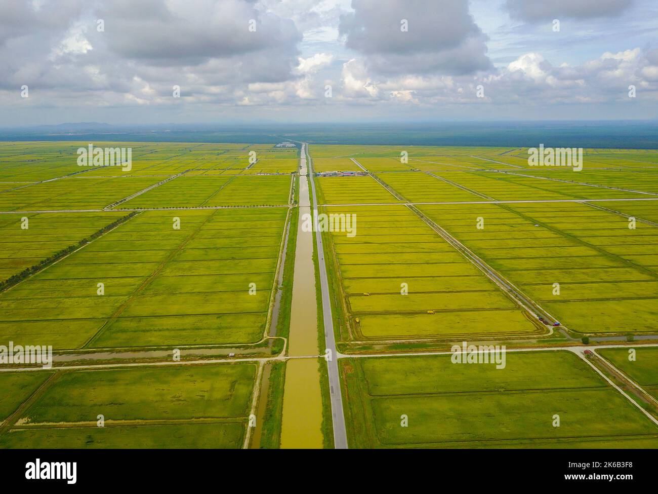 Aerial view scenery of yellow paddy field Stock Photo - Alamy