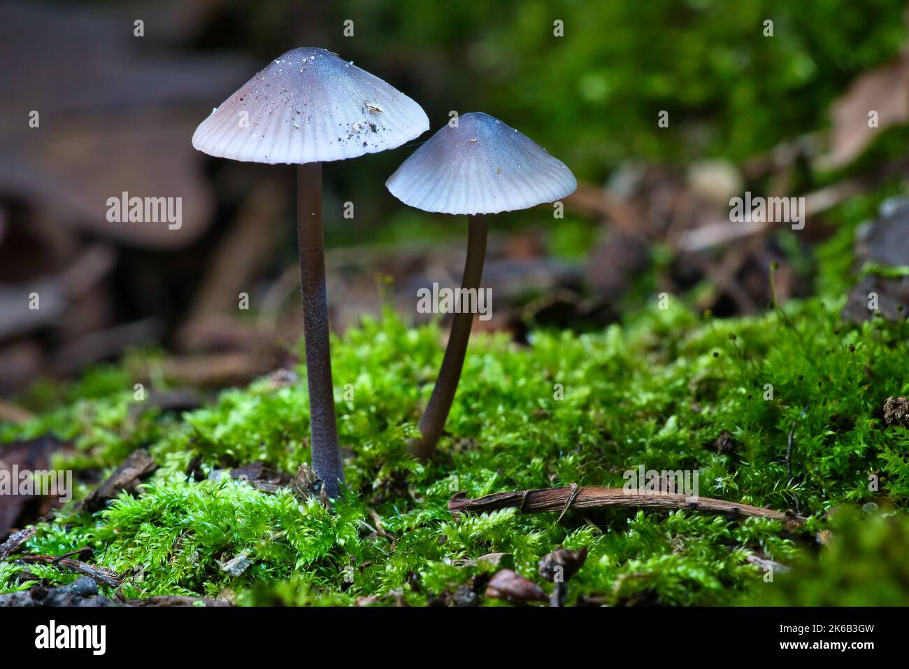 two filigree small mushrooms on moss with light spot in forest. Forest ...