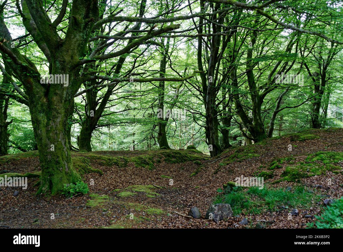 Forest Walk, The Trossachs National Park, Scotland, UK Stock Photo - Alamy