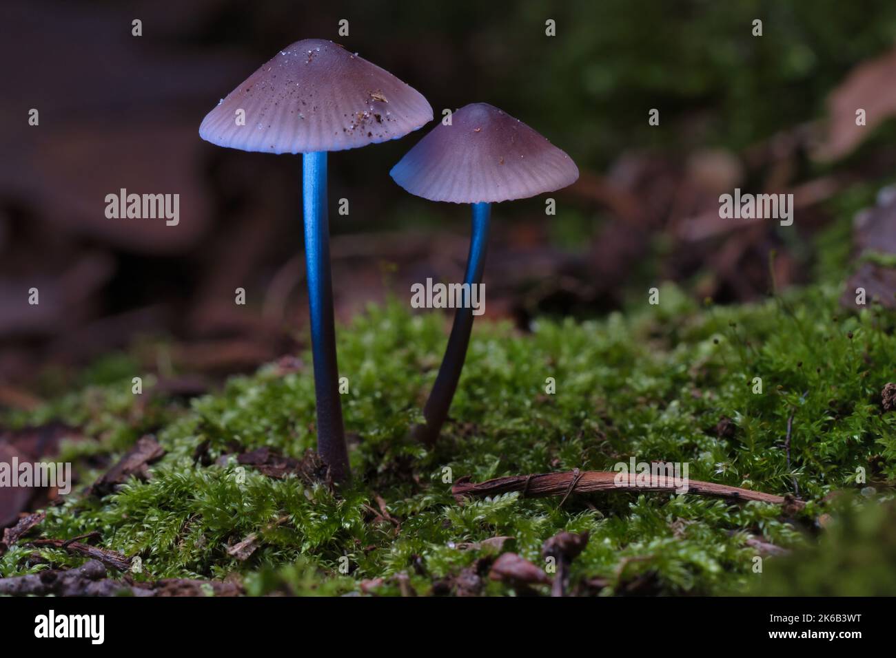 two filigree small mushrooms on moss with light spot in forest. Forest ...