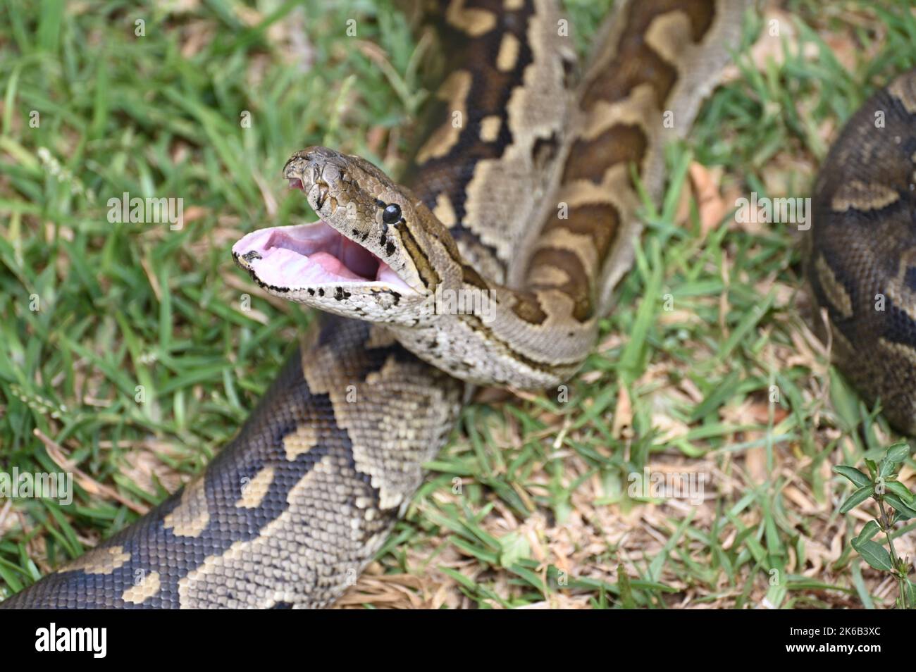 A closeup picture of a Southern African Rock Python yawning, opening ...