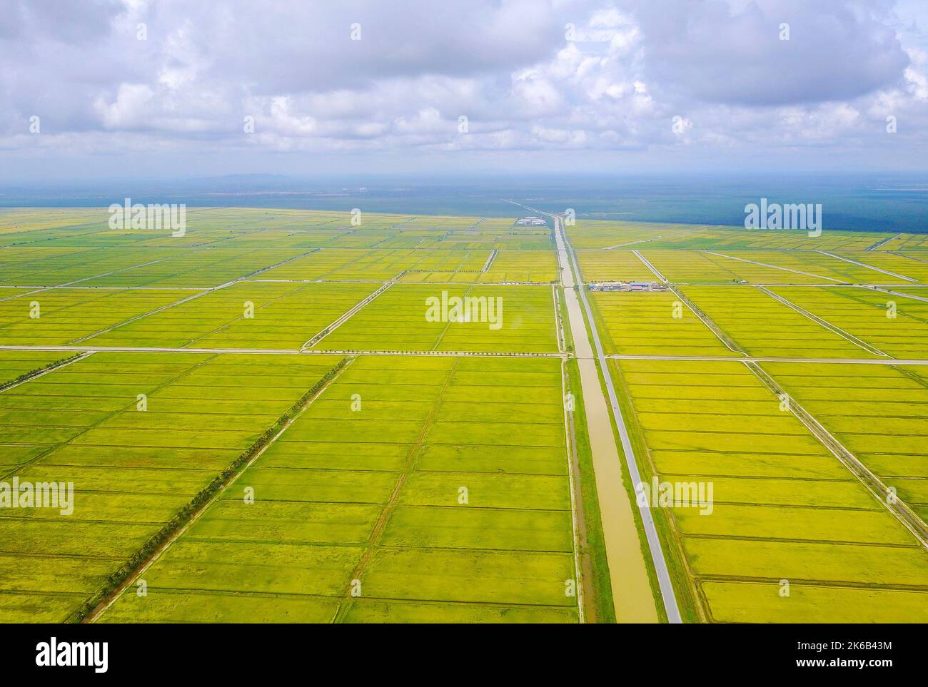 Aerial view scenery of yellow paddy field Stock Photo - Alamy