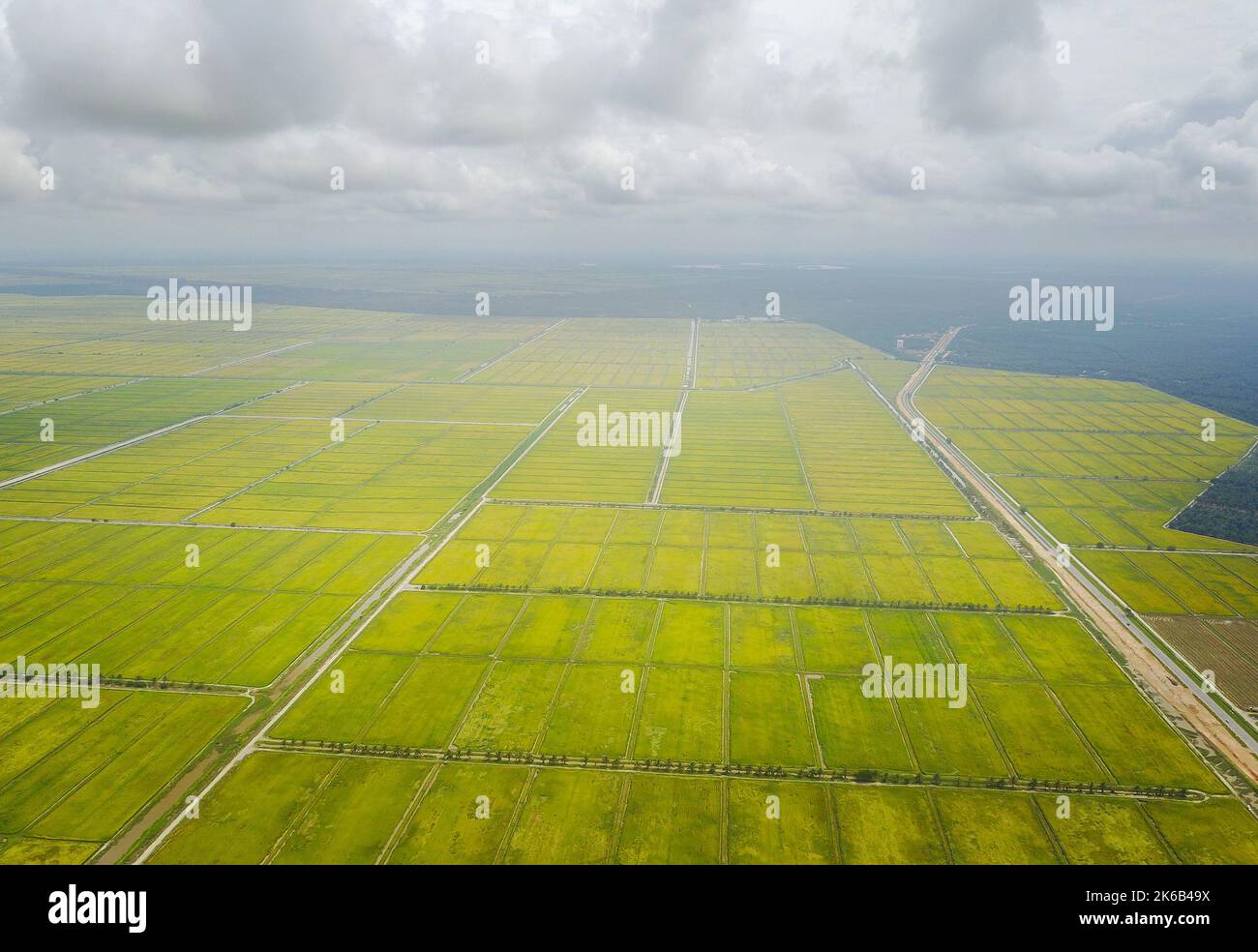 Aerial view scenery of yellow paddy field and palm plantation Stock ...