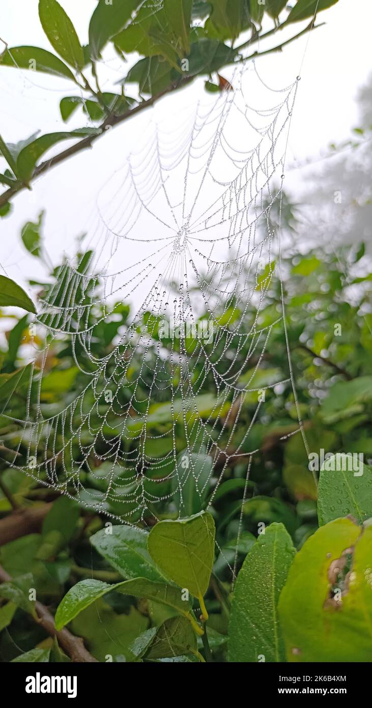 A vertical of a spider web on leaves Stock Photo - Alamy