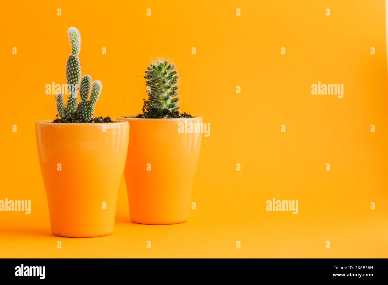 succulent plant on a yellow background Stock Photo - Alamy