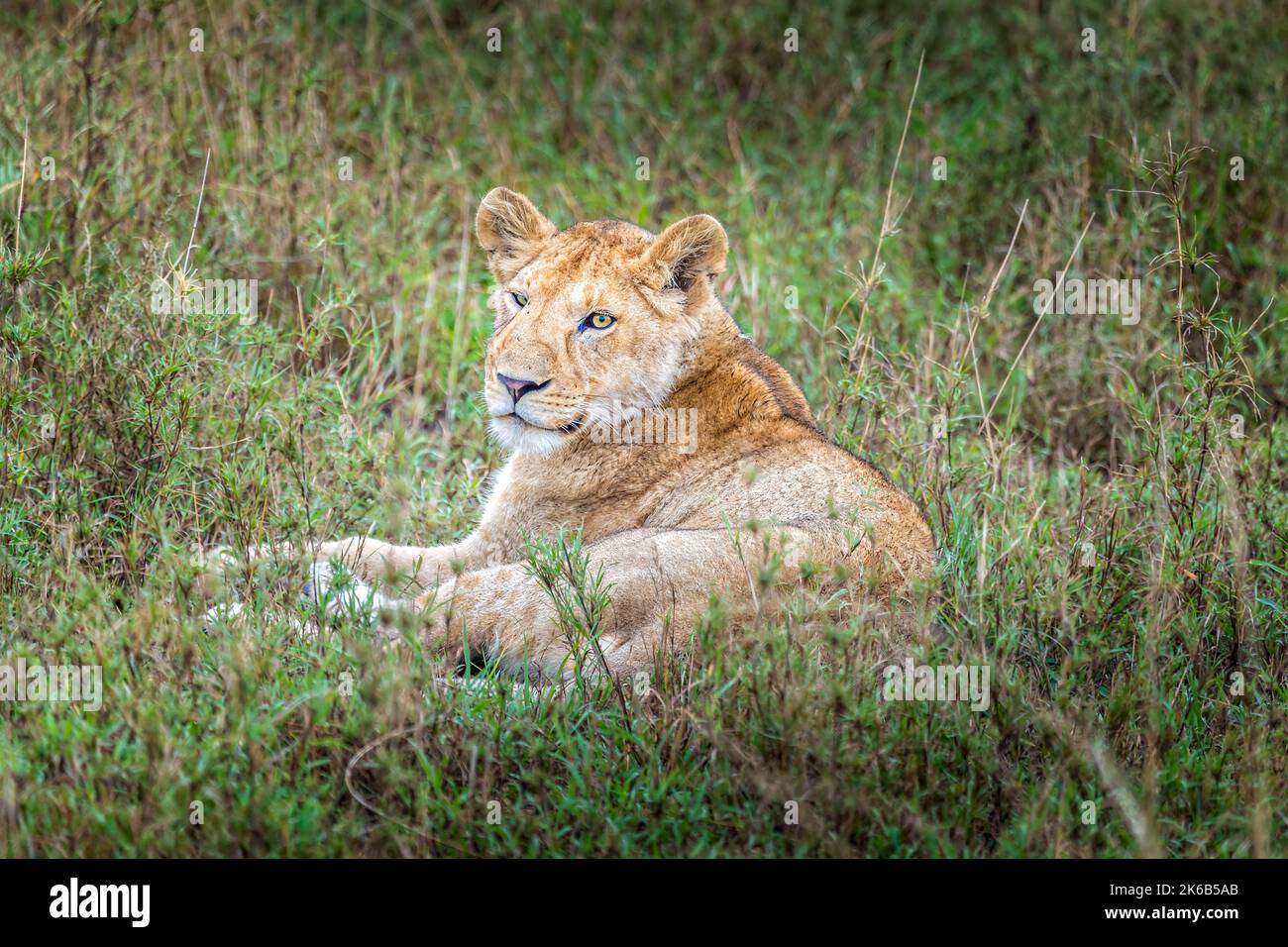 A female lion lying in the grasslands of the Serengeti, Tanzania Stock Photo - Alamy