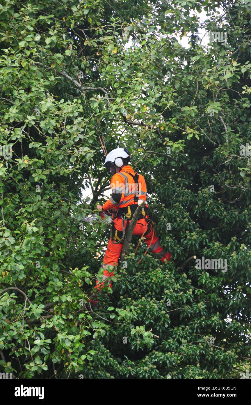 Around the UK - Tree Surgeon, working at height Stock Photo - Alamy