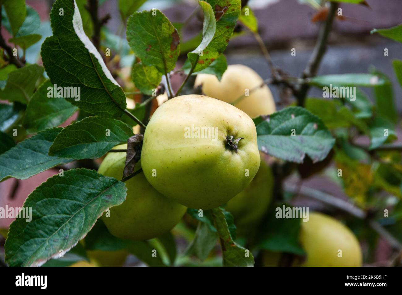 Around the UK - Keswick Codlin - One of a selection of fruit growing in ...