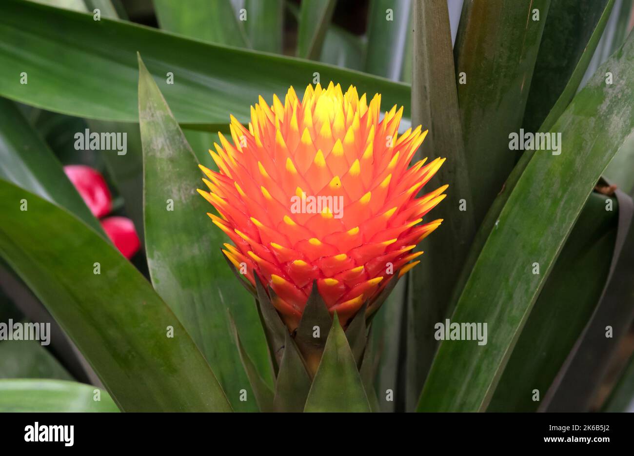Tropical flower in it's natural habitat, a green forest Stock Photo - Alamy
