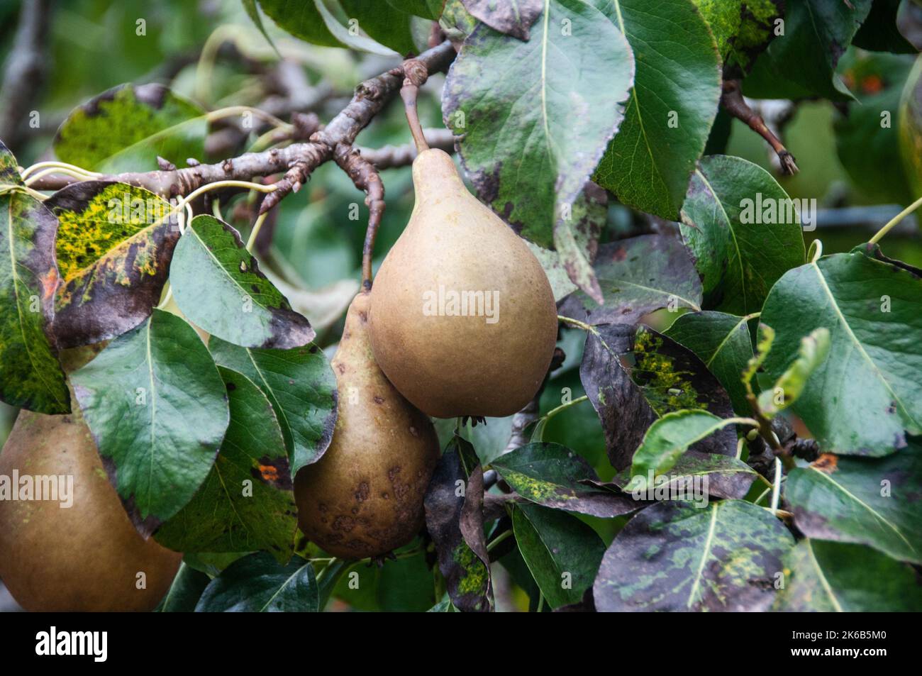 Around the UK - Conference Pear - One of a selection of fruit growing ...