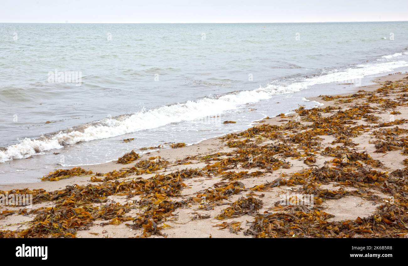 Yellow seaweed on a danish beach, wave rolling in Stock Photo - Alamy