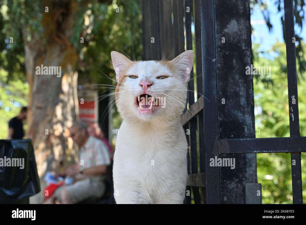 Portrait of a stay white cat. The cat is showing the teeth. The animal ...