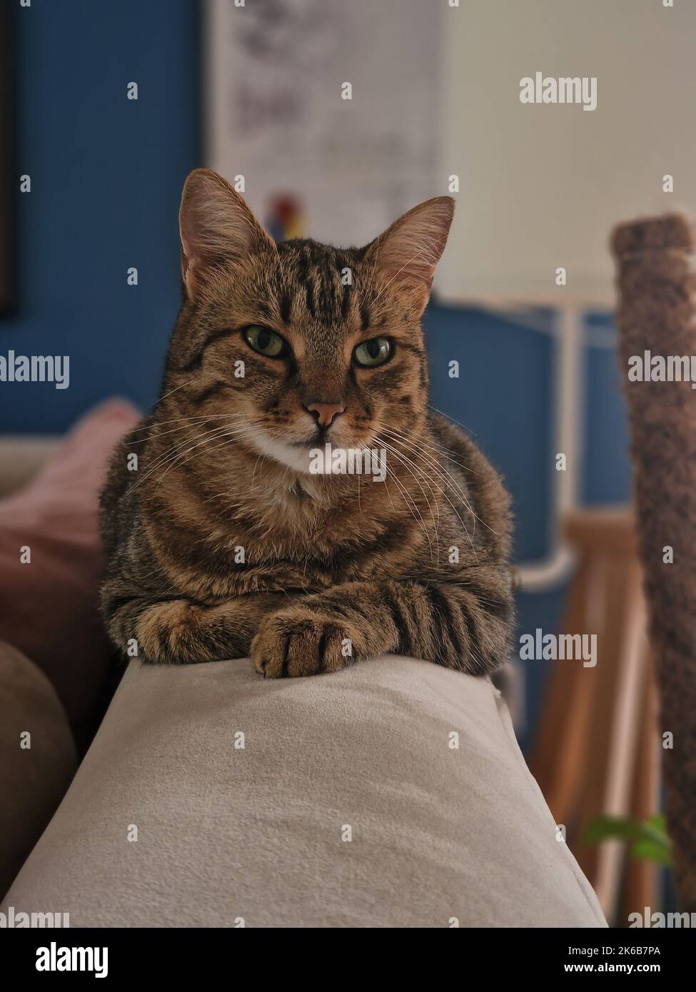 A vertical of an adorable Tabby cat staring with green eyes sitting on ...