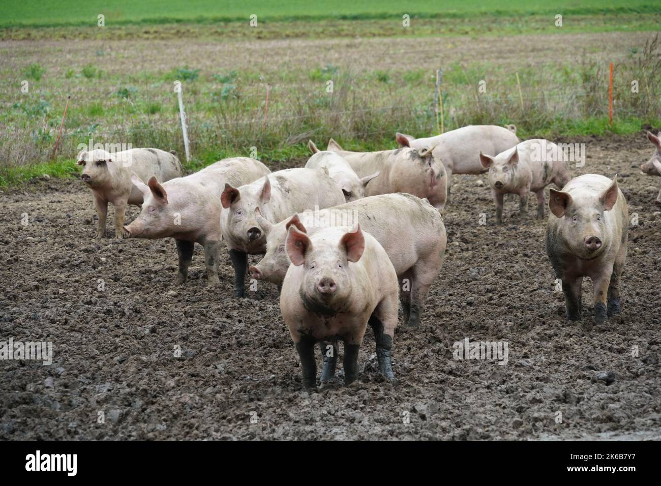 Pigs running free hi-res stock photography and images - Alamy