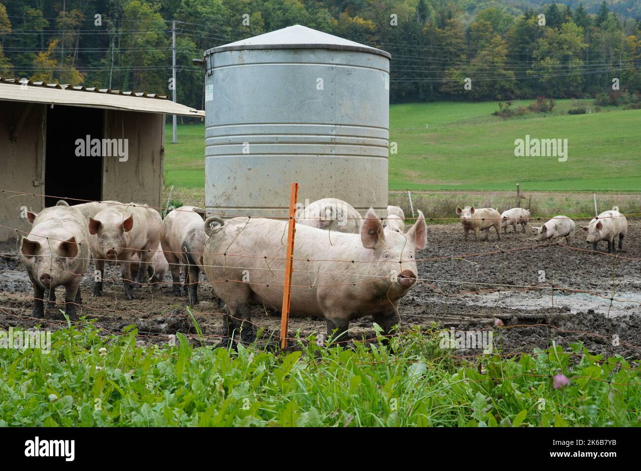 Small scale pig farm with adult animals kept free Stock Photo - Alamy