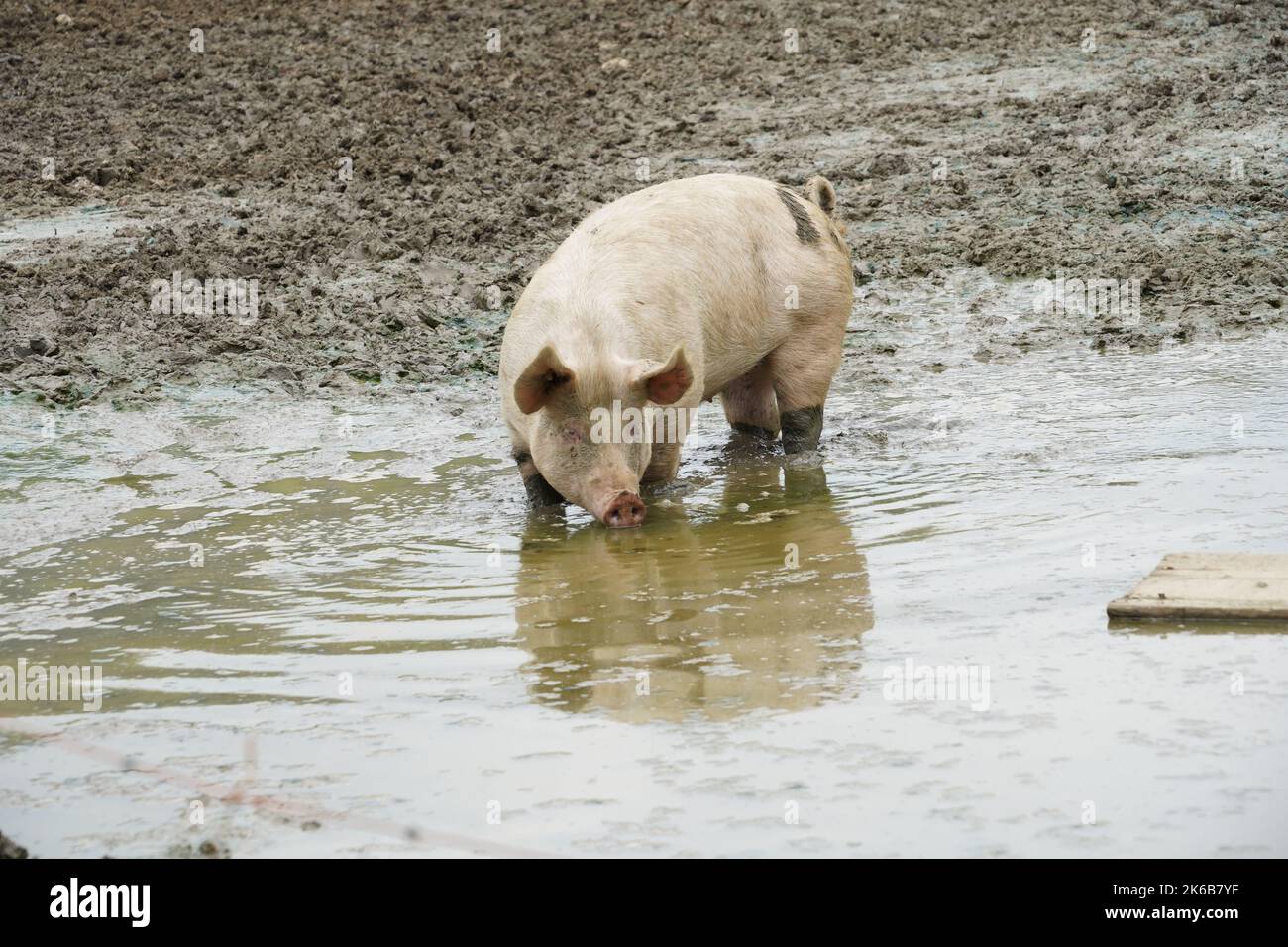 Adult pig animal standing in a muddy puddle and drinking from it ...