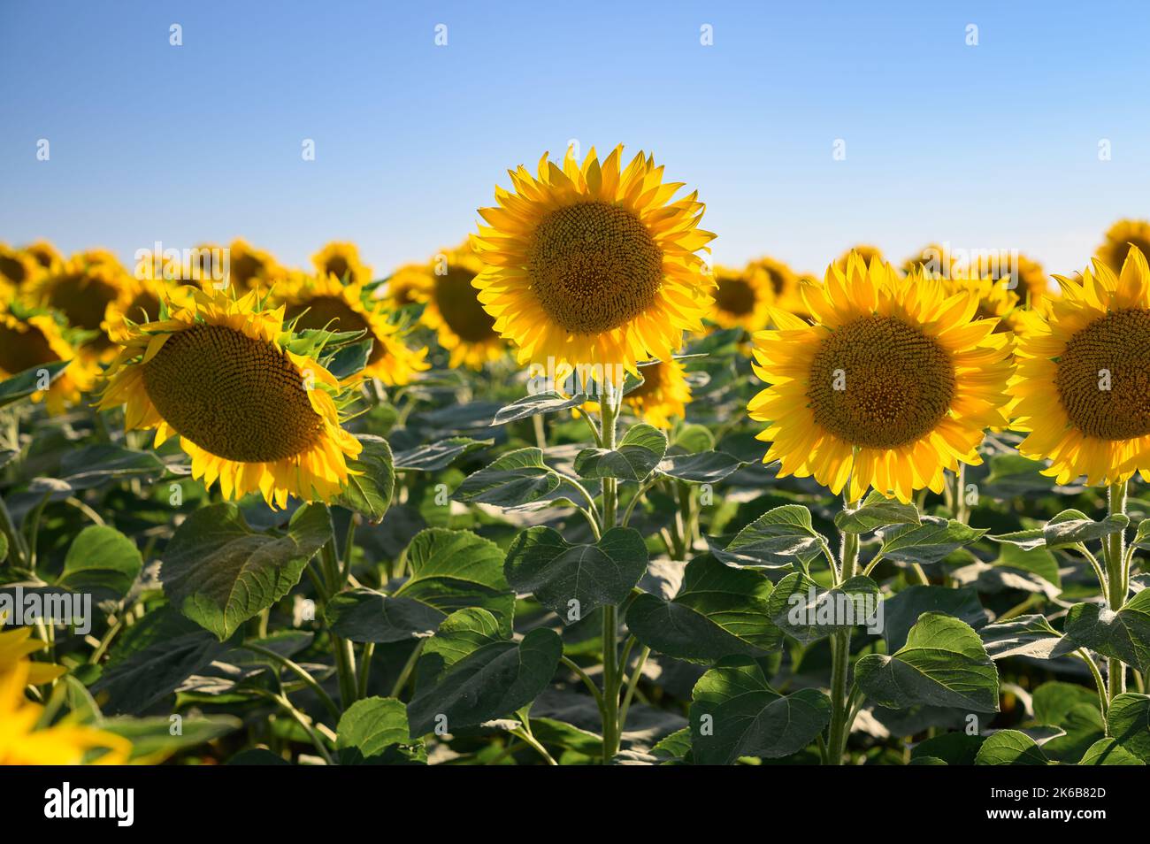Close up sunflower in the field with blue sky Stock Photo - Alamy