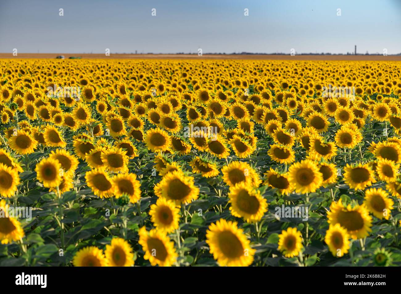 Close up sunflower in the field with blue sky Stock Photo - Alamy
