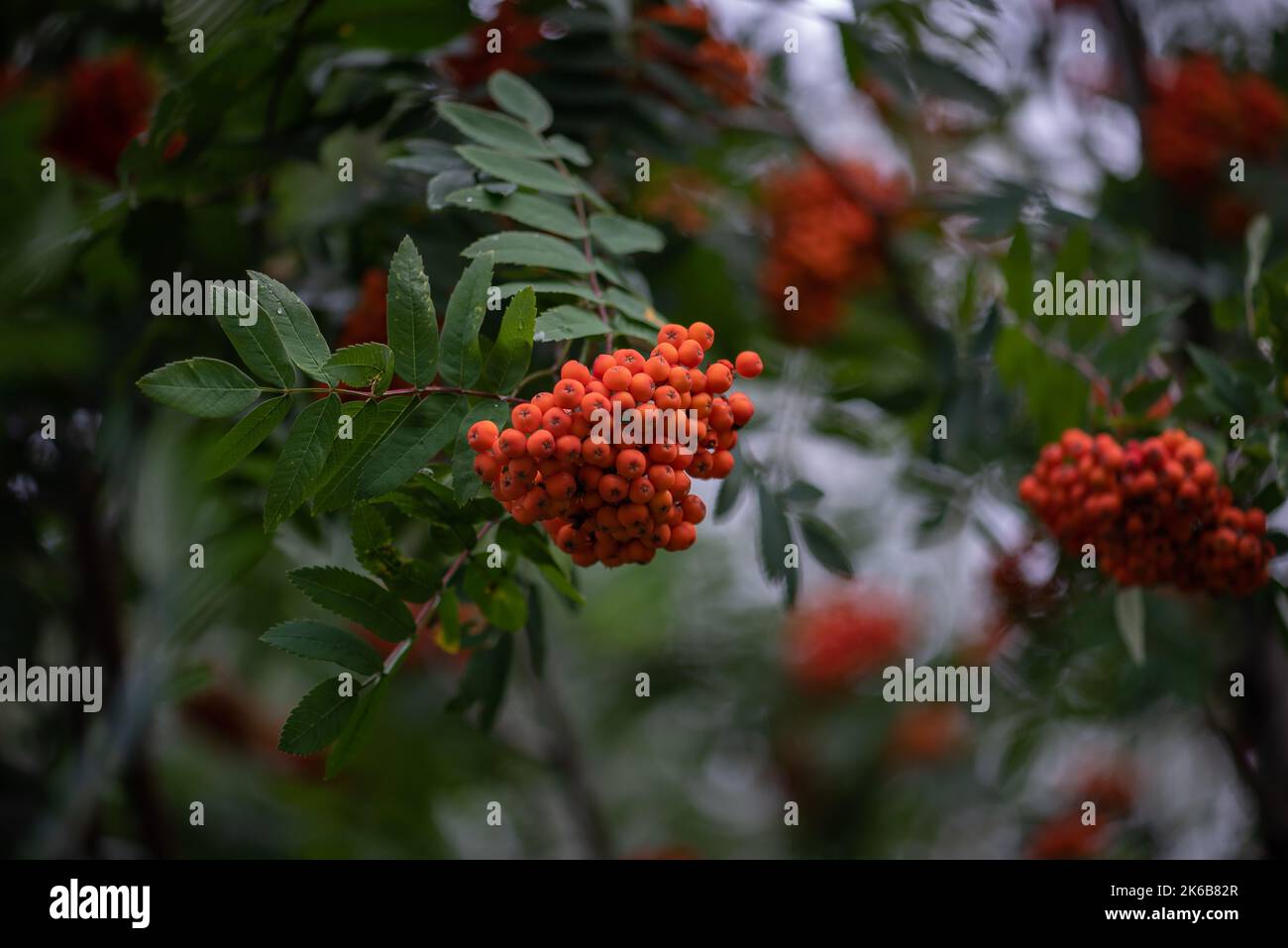 Rowan on a branch. Red berries on green leaves background. Sorbus ...