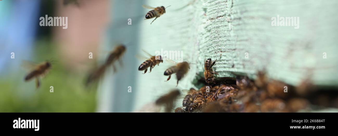 Bee collects nectar in bee hive closeup Stock Photo - Alamy