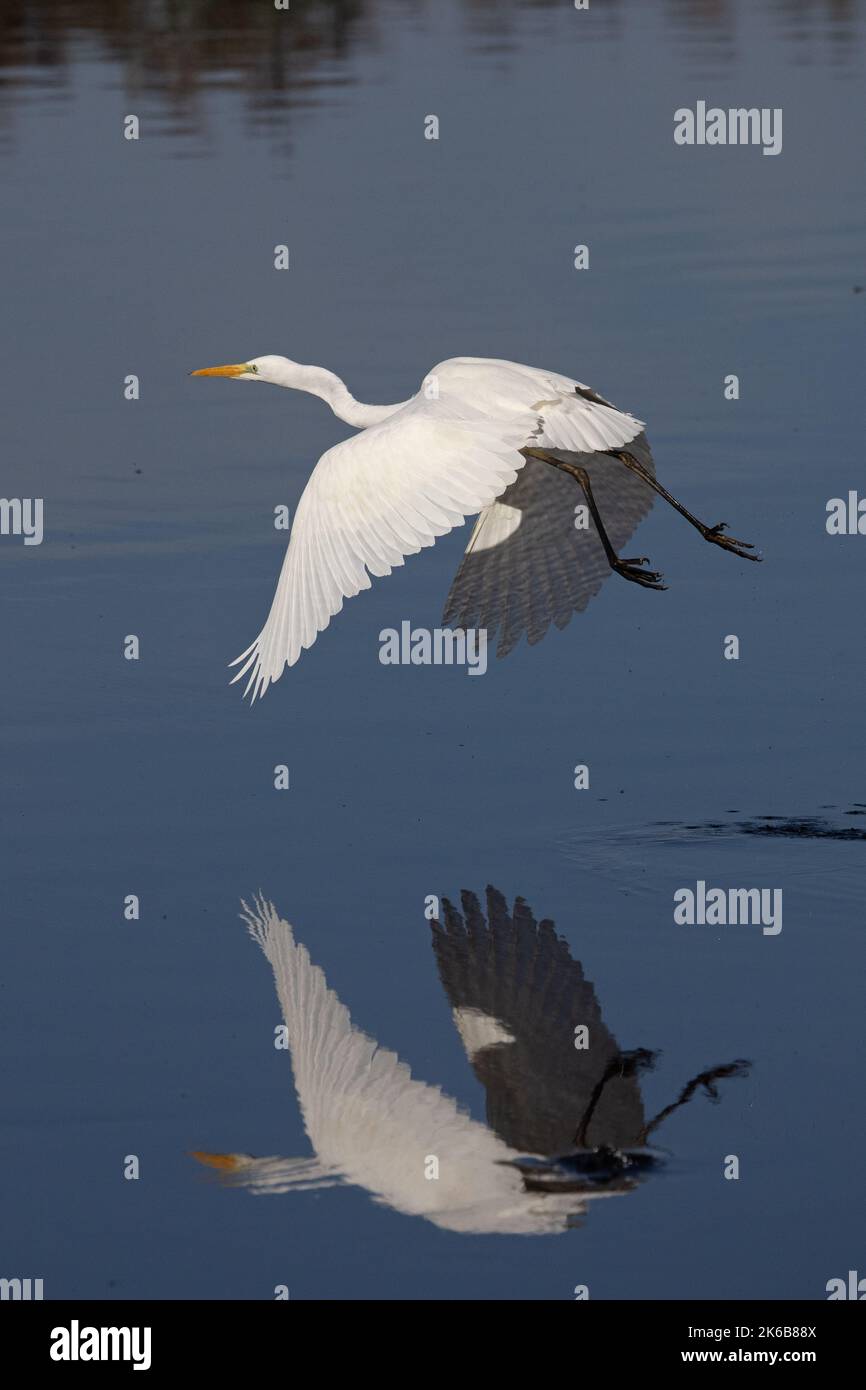 Great (White) (Common) Egret (Ardea alba) flying Norfolk UK GB October ...