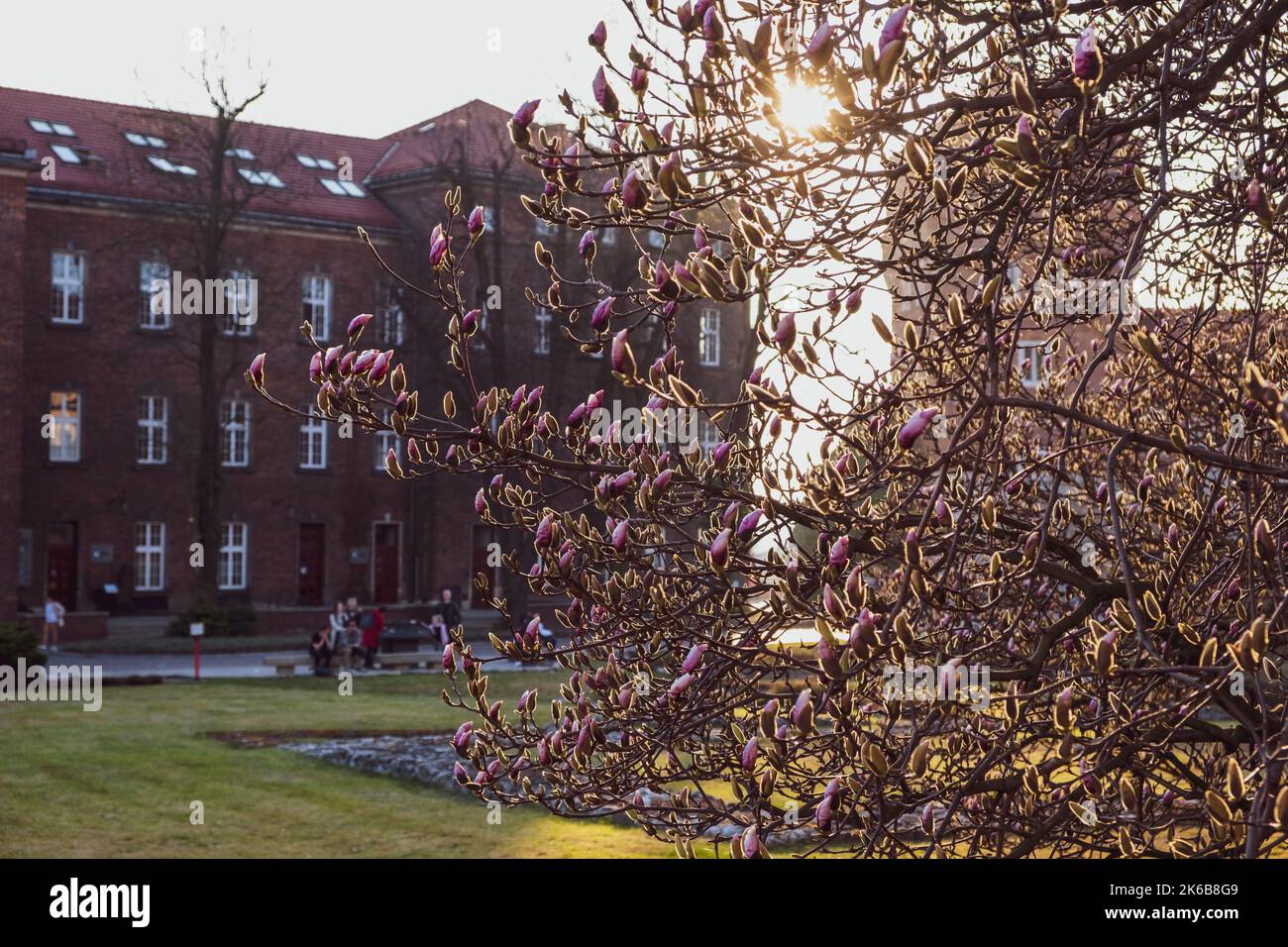 Wawel castle in magnolia flowers. Spring warm evening in Krakow Stock ...