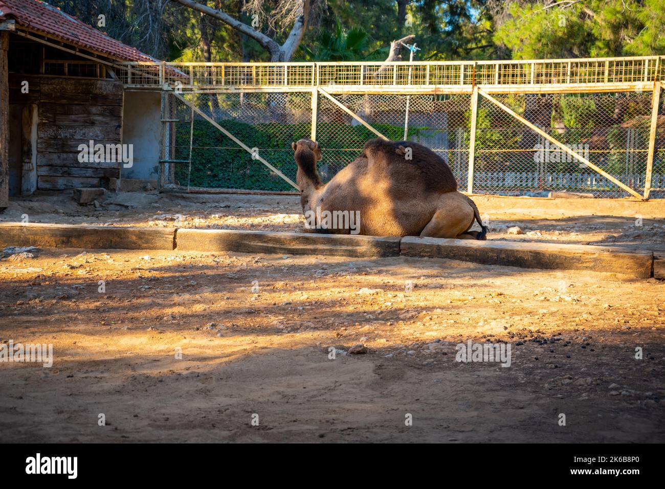 Animals in the small zoo in Antalya, Turkey Stock Photo - Alamy