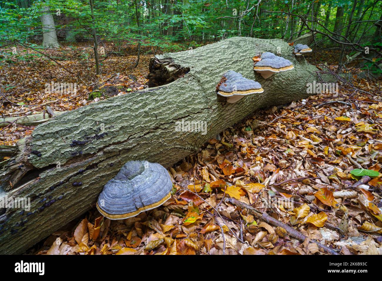 four large fomes fomentarius mushrooms on a dead oak tree trunk Stock ...