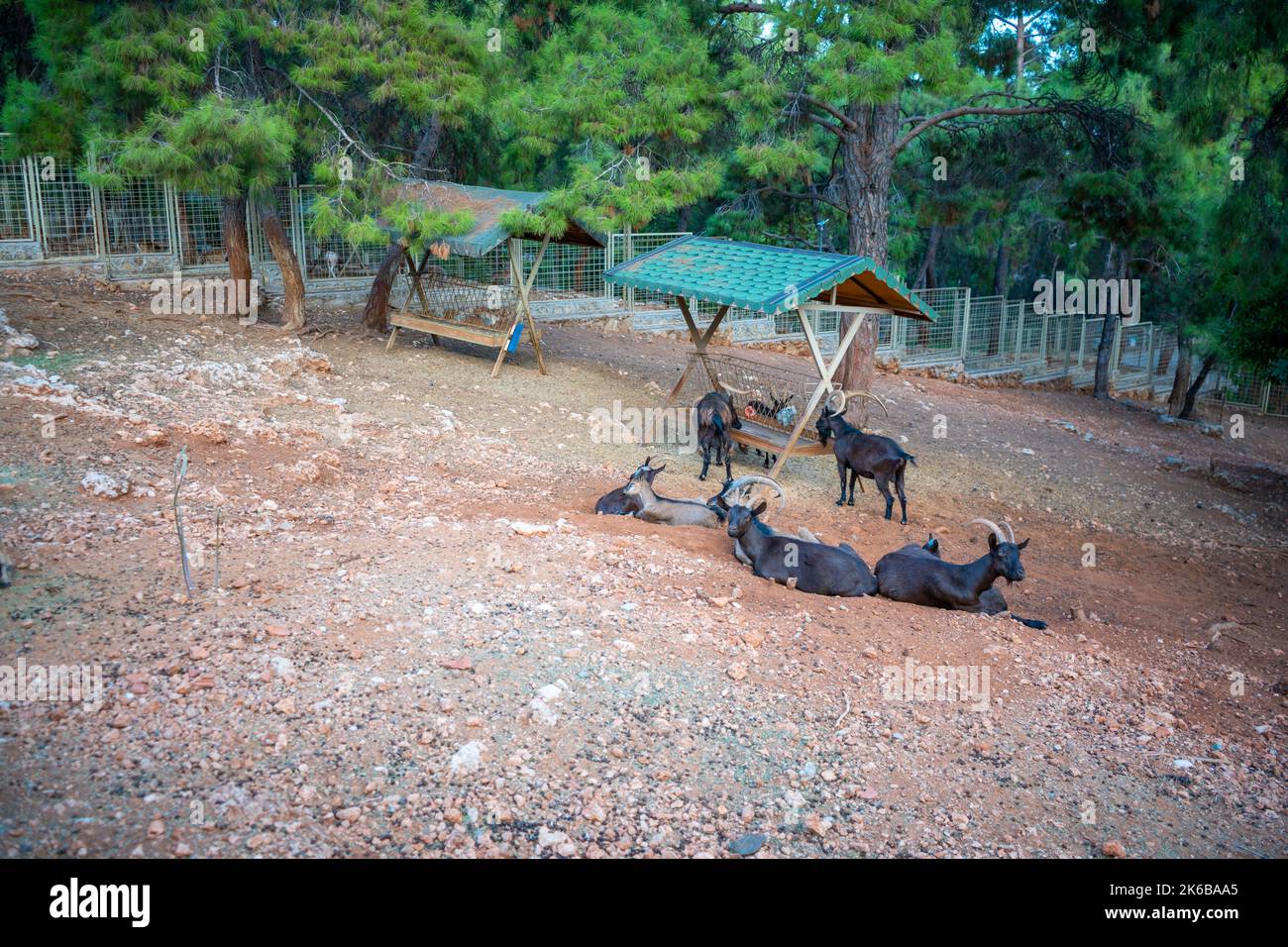 Animals in the small zoo in Antalya, Turkey Stock Photo - Alamy