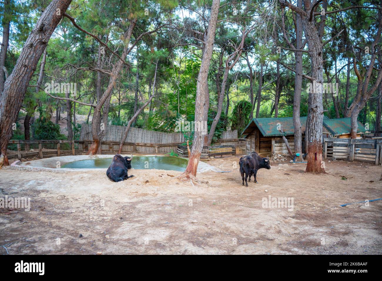 Animals in the small zoo in Antalya, Turkey Stock Photo - Alamy