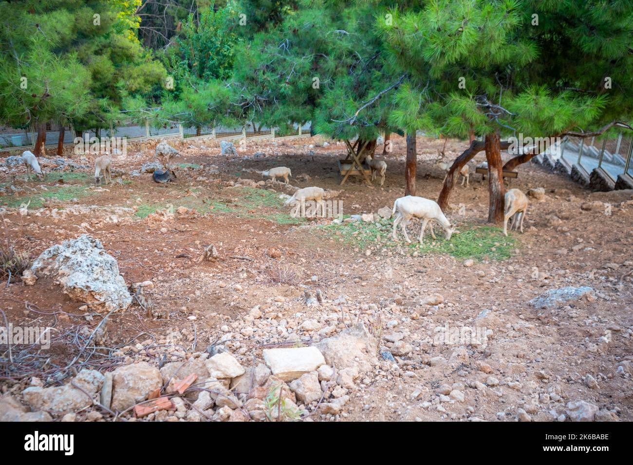 Animals in the small zoo in Antalya, Turkey Stock Photo - Alamy