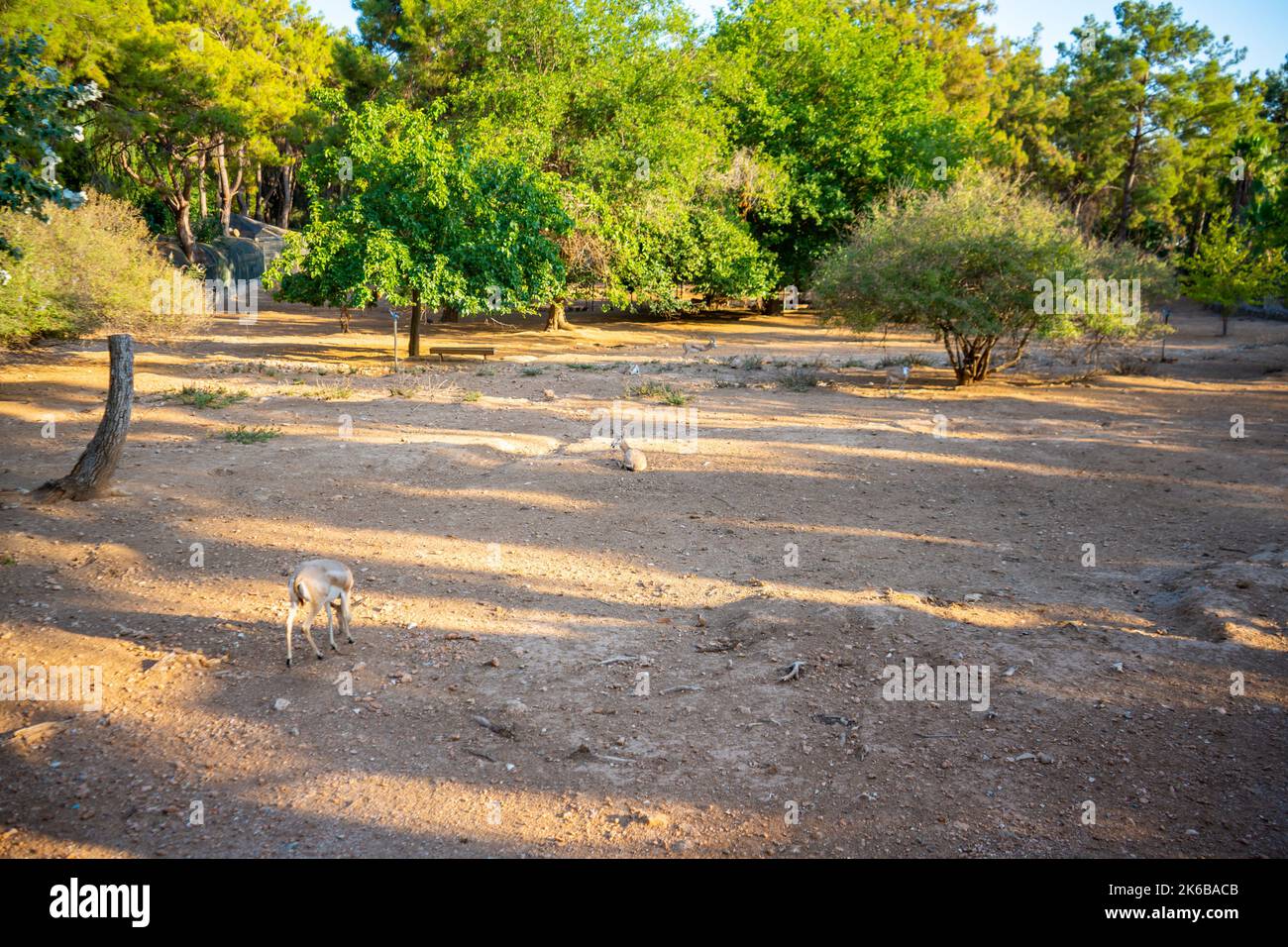 Animals in the small zoo in Antalya, Turkey Stock Photo - Alamy