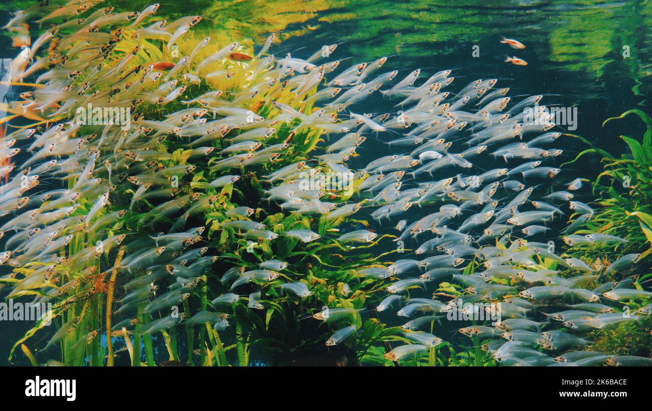 A big shoal of Kryptopterus bicirrhis, Glass Catfish transparent fish ...