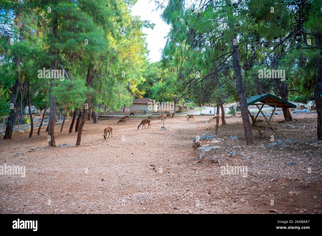Animals in the small zoo in Antalya, Turkey Stock Photo - Alamy