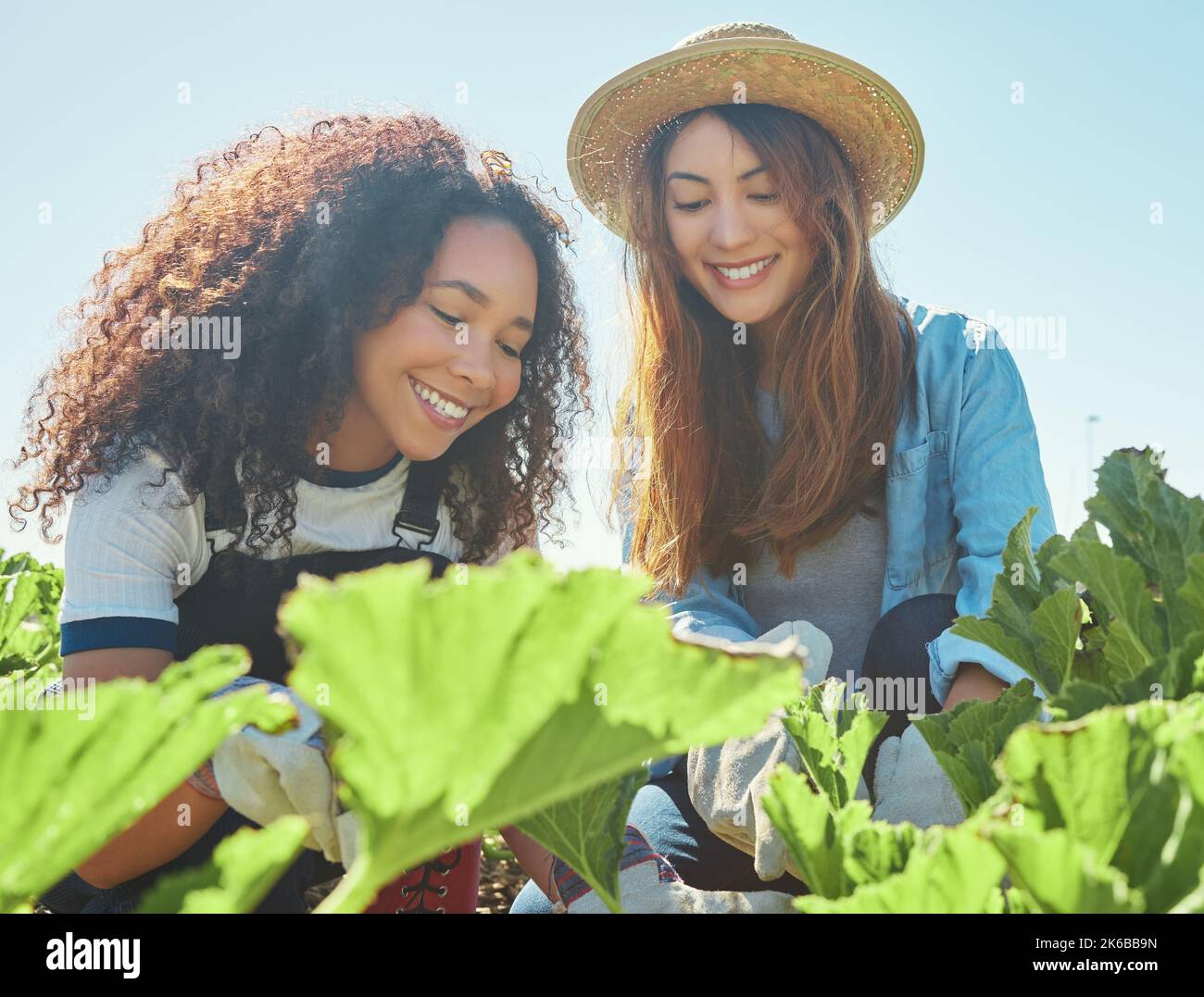 Encouraging their crops to grow. two female farmers checking their ...