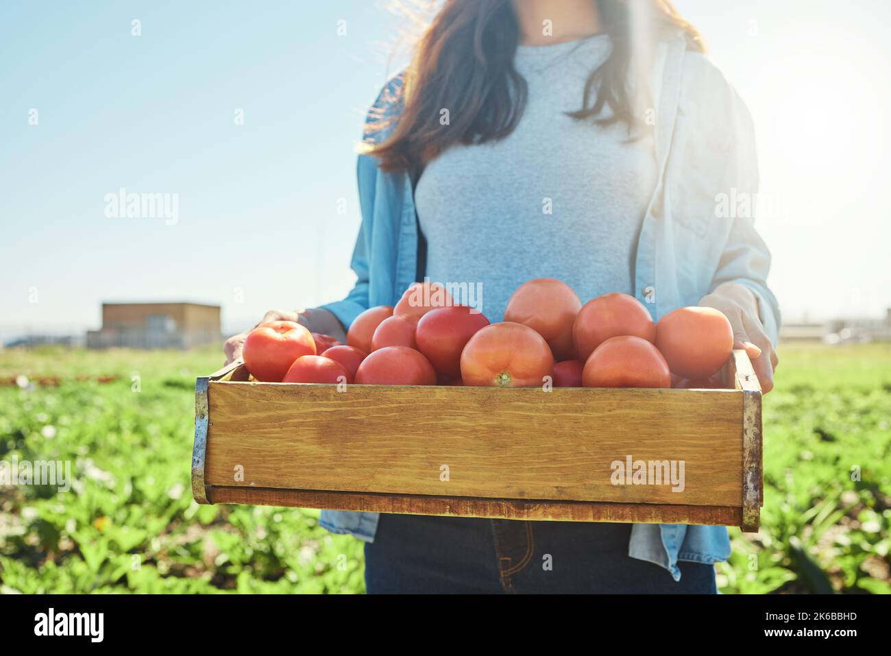 A crate of health and happiness. a female farmer holding a crate of freshly harvested tomatoes ...