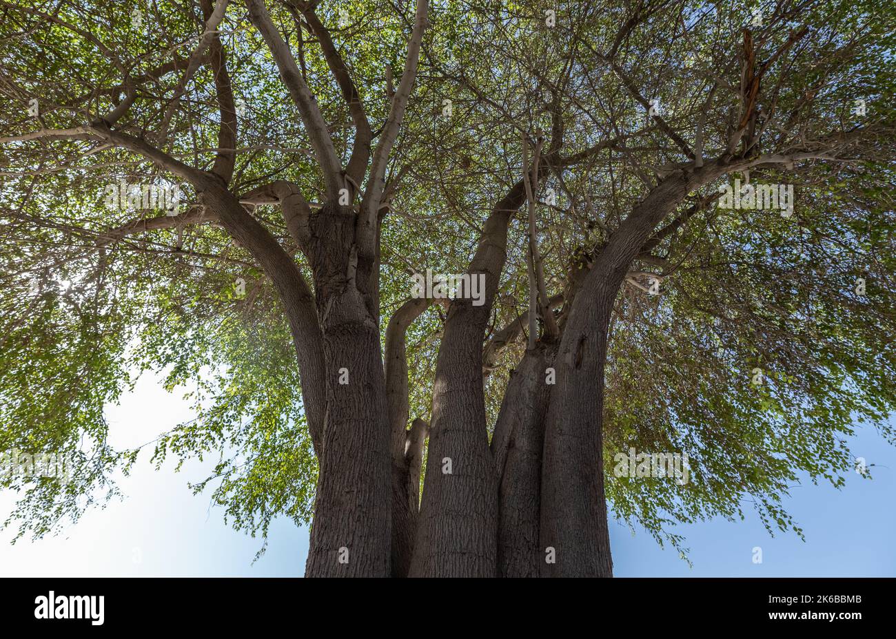 Giant ancient tree with branches shines during sunrise Stock Photo - Alamy