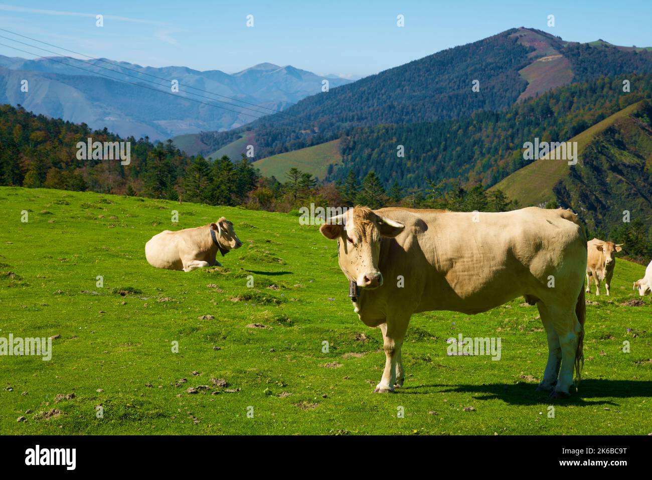 Herd of cows in the Pyrenees, Aspe Valley in France Stock Photo - Alamy