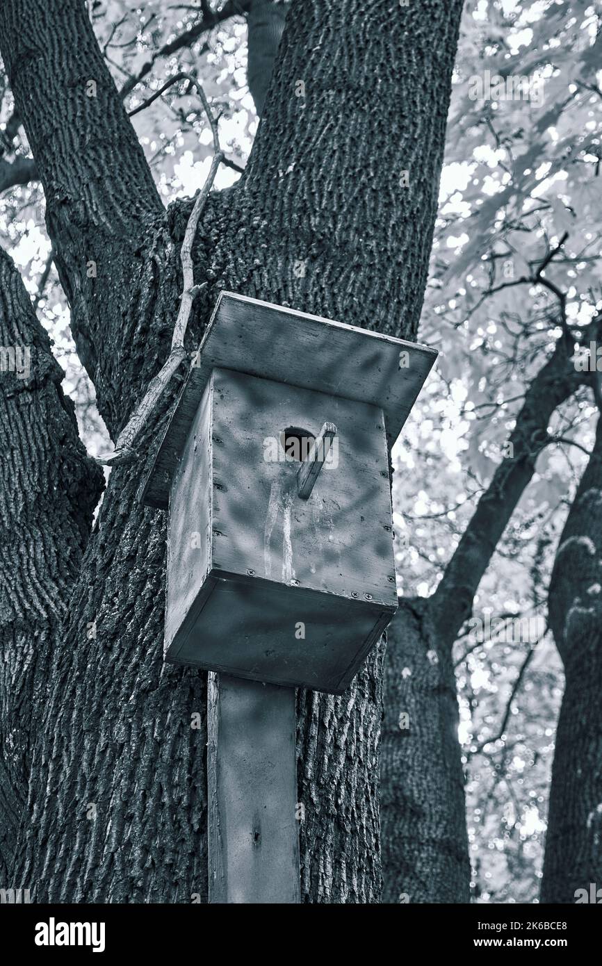 Birdhouse without birds on the tree. Black and white photo of a ...