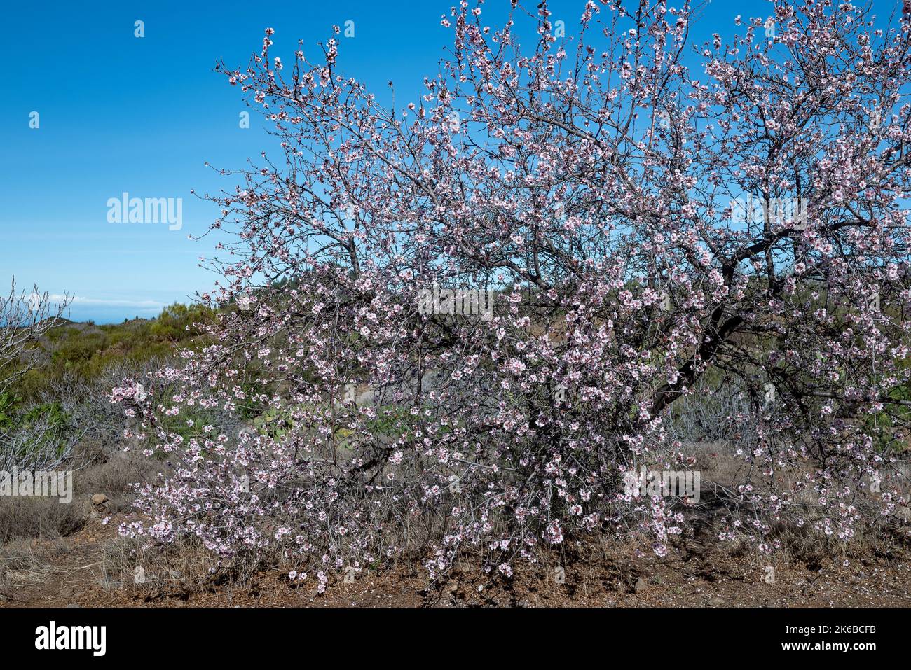 Almond tree blossom on blue sky and green grass background with brown ...
