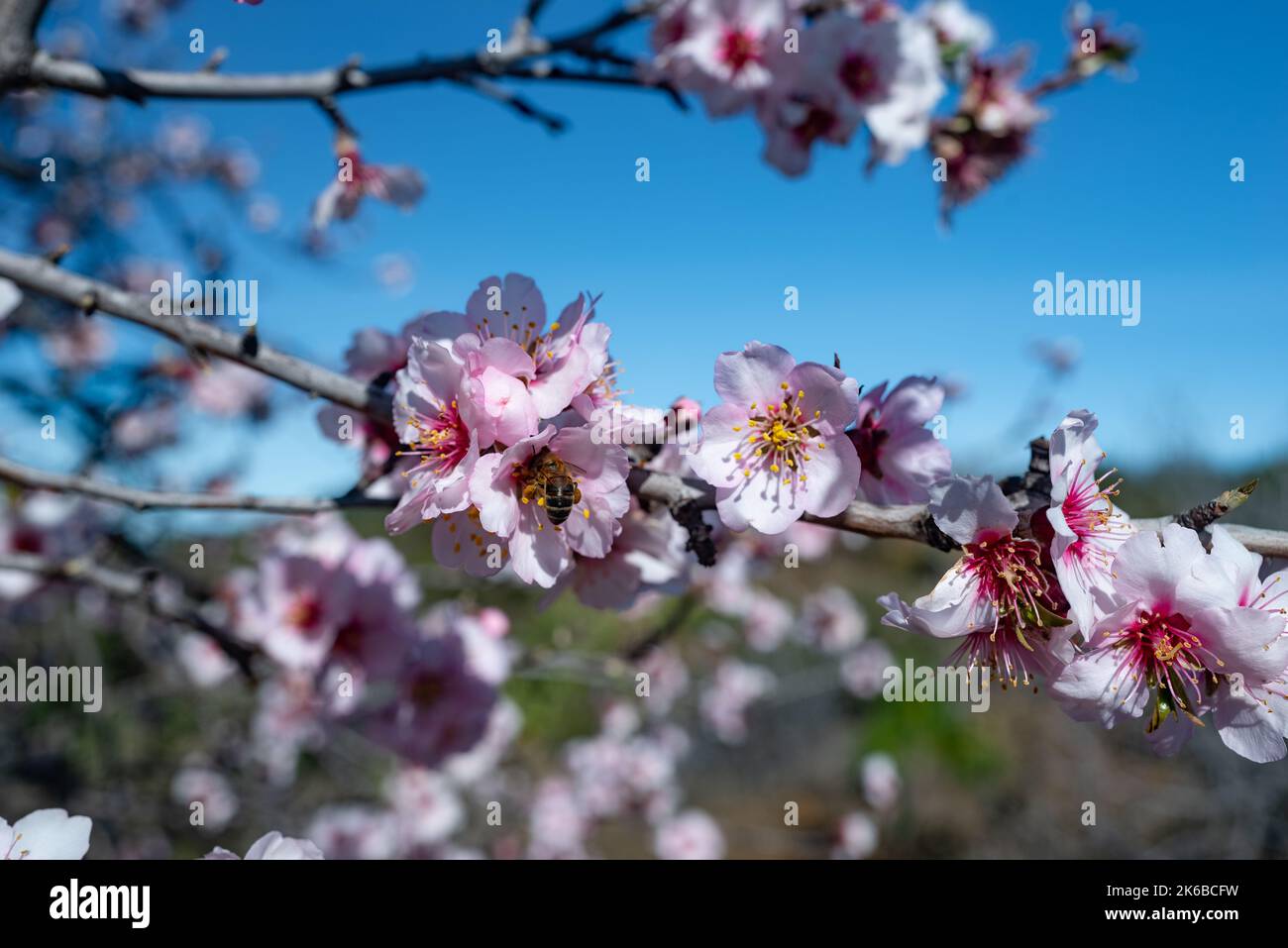Almond tree flowers closeup with a bee pollinating them. Pink almond ...