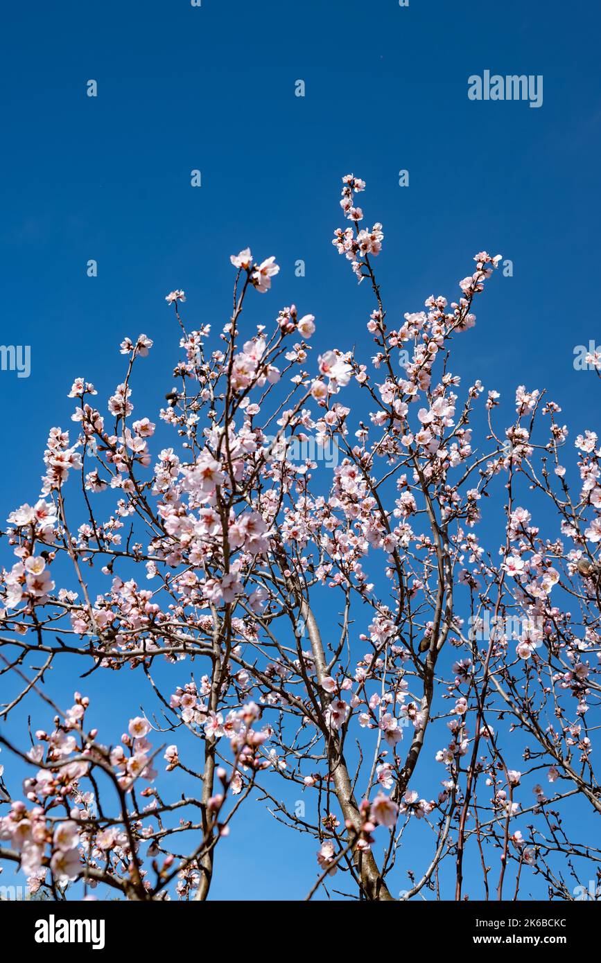 Almond flowers against blue sky background. Almond blossom branches ...