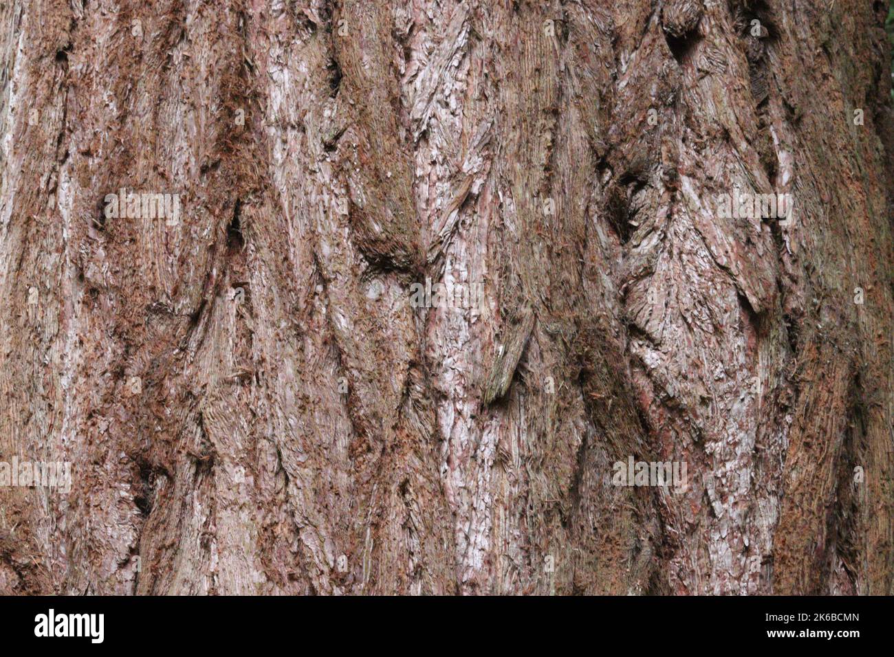 Bark and texture on tree trunk Stock Photo - Alamy
